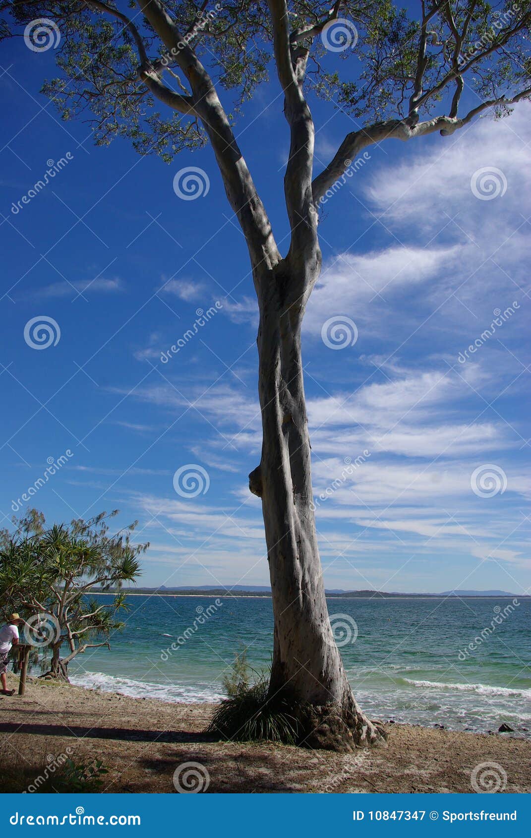 Tree at the beach stock image. Image of good, chippy - 10847347