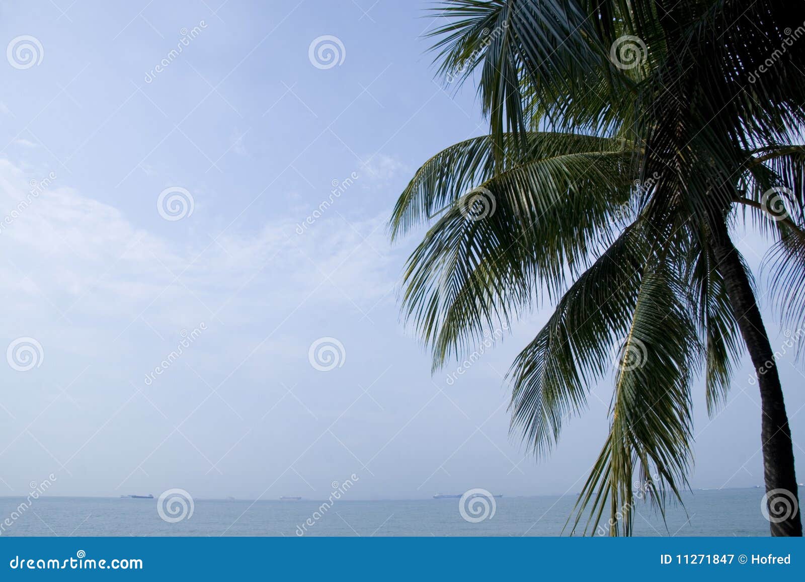 Tree at beach stock image. Image of rest, rural, idyllic - 11271847