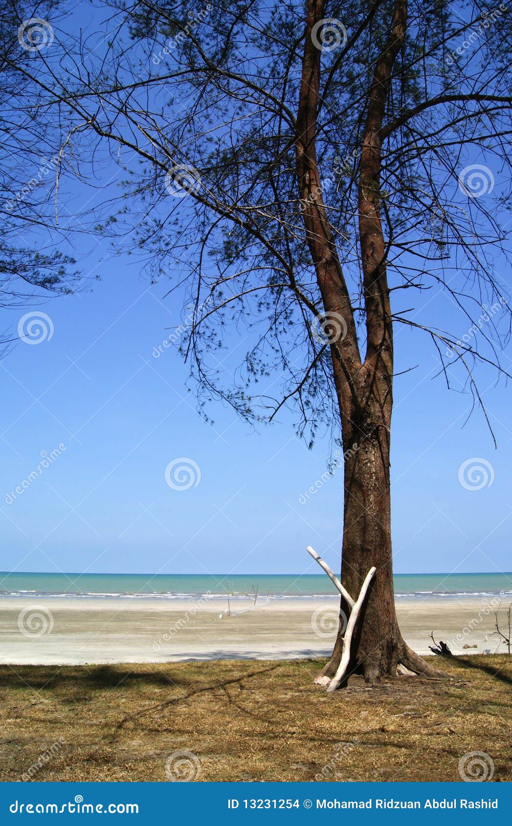 A Tree by the Beach stock photo. Image of ocean, focus - 13231254