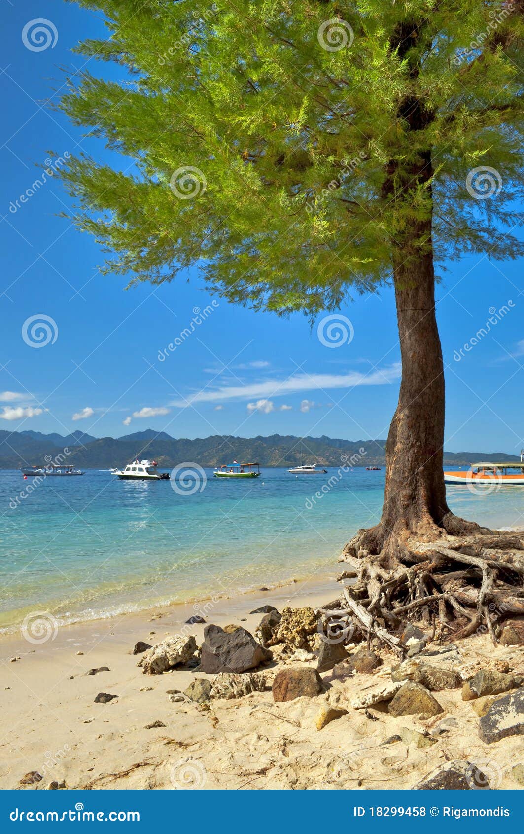 Tree on Beach stock photo. Image of tropical, vacation - 18299458
