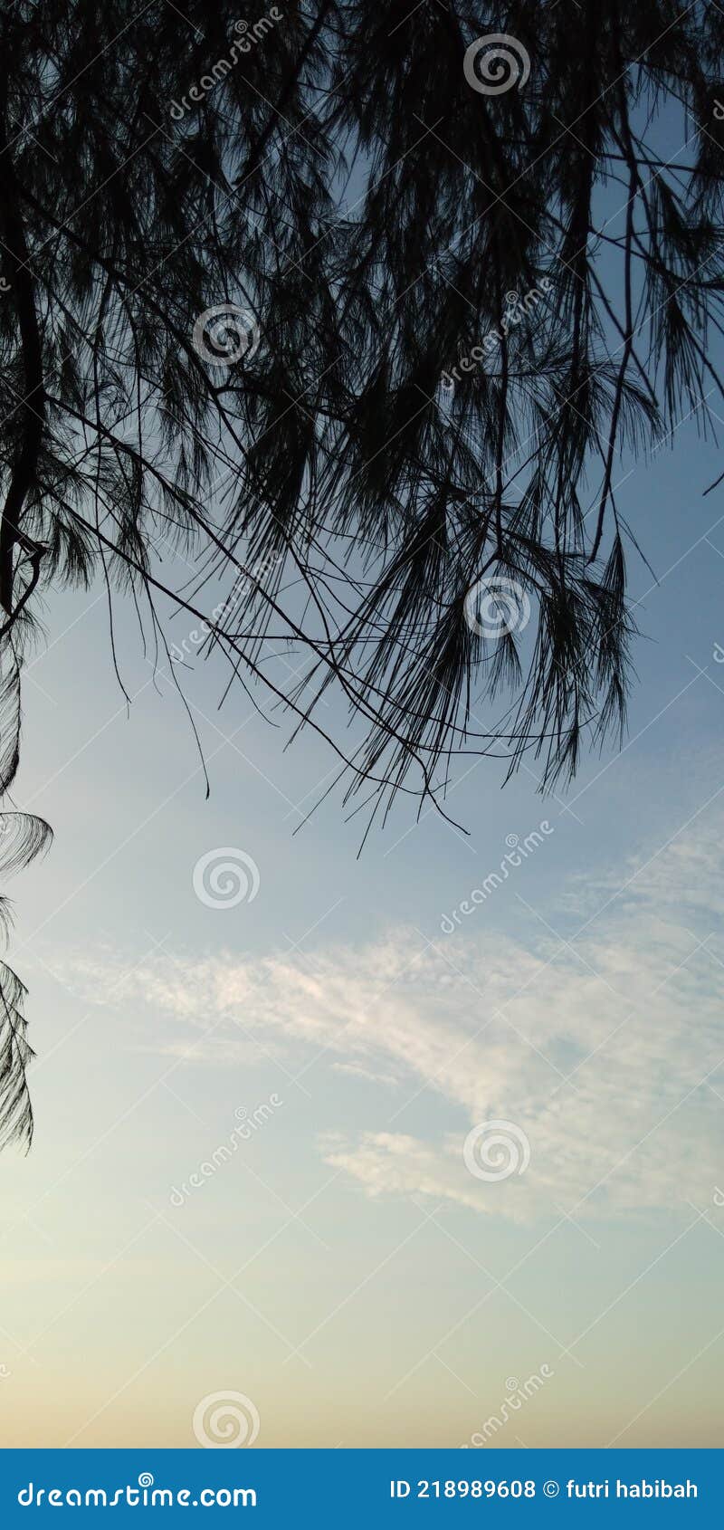 Tree in beach stock photo. Image of morning, sunset - 218989608