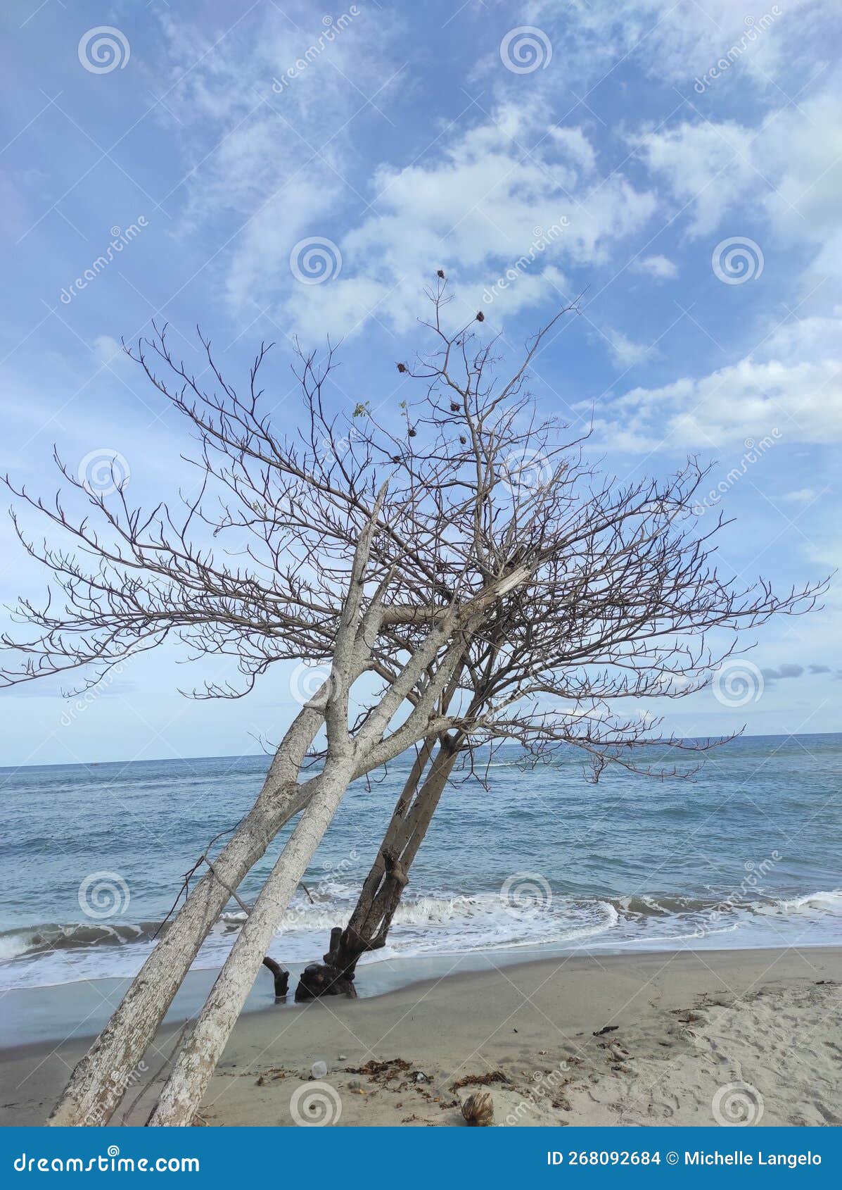 Tree and beach stock photo. Image of sand, beach, tree - 268092684