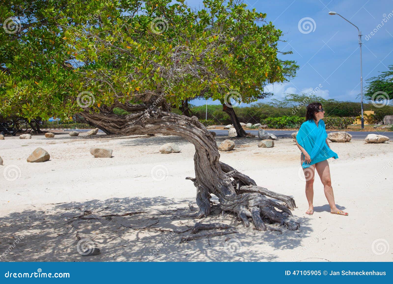 Bonsai Alone Beach Stock Photos - Free & Royalty-Free Stock Photos from ...