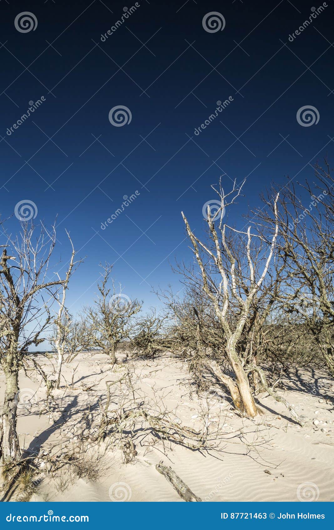 Tree on Beach at Culbin on the Moray Firth in Scotland. Stock Image ...