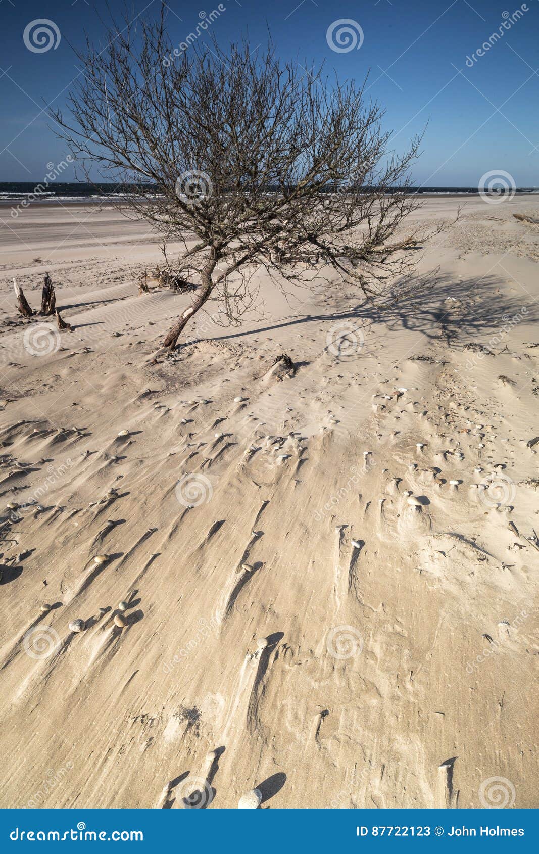 Tree on Beach at Culbin on the Moray Firth in Scotland. Stock Image ...