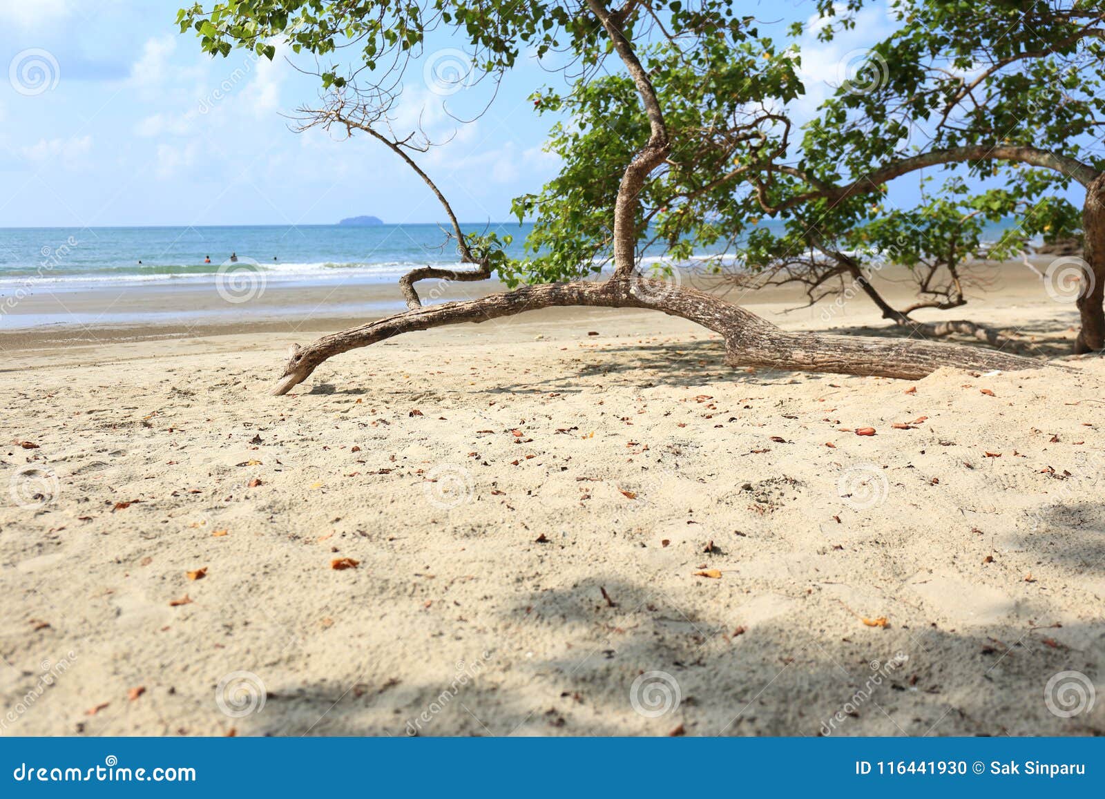 The tree into the beach. stock photo. Image of beach - 116441930