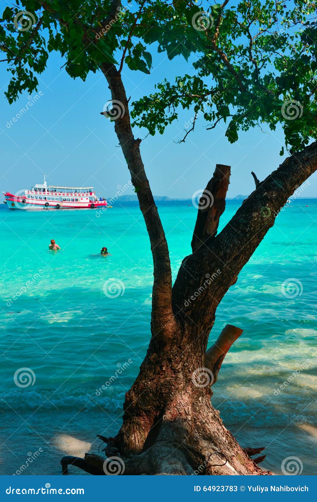 Tree on the beach stock image. Image of swim, beach, blue - 64923783