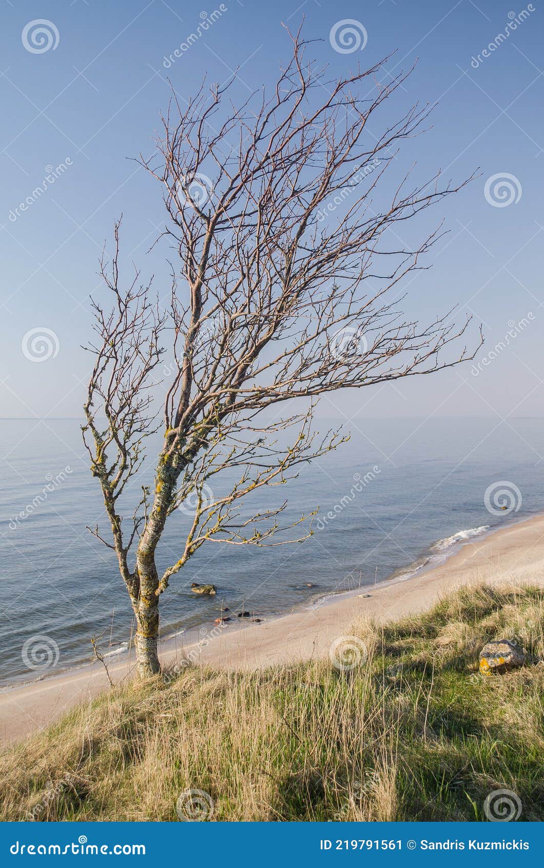 Tree in Beach, Labrags, Latvia Stock Image - Image of colorful ...