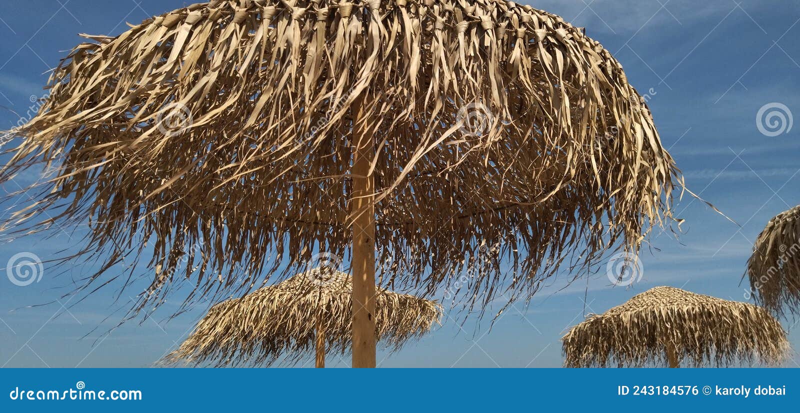 Tree beach landscape stock photo. Image of snow, beach - 243184576