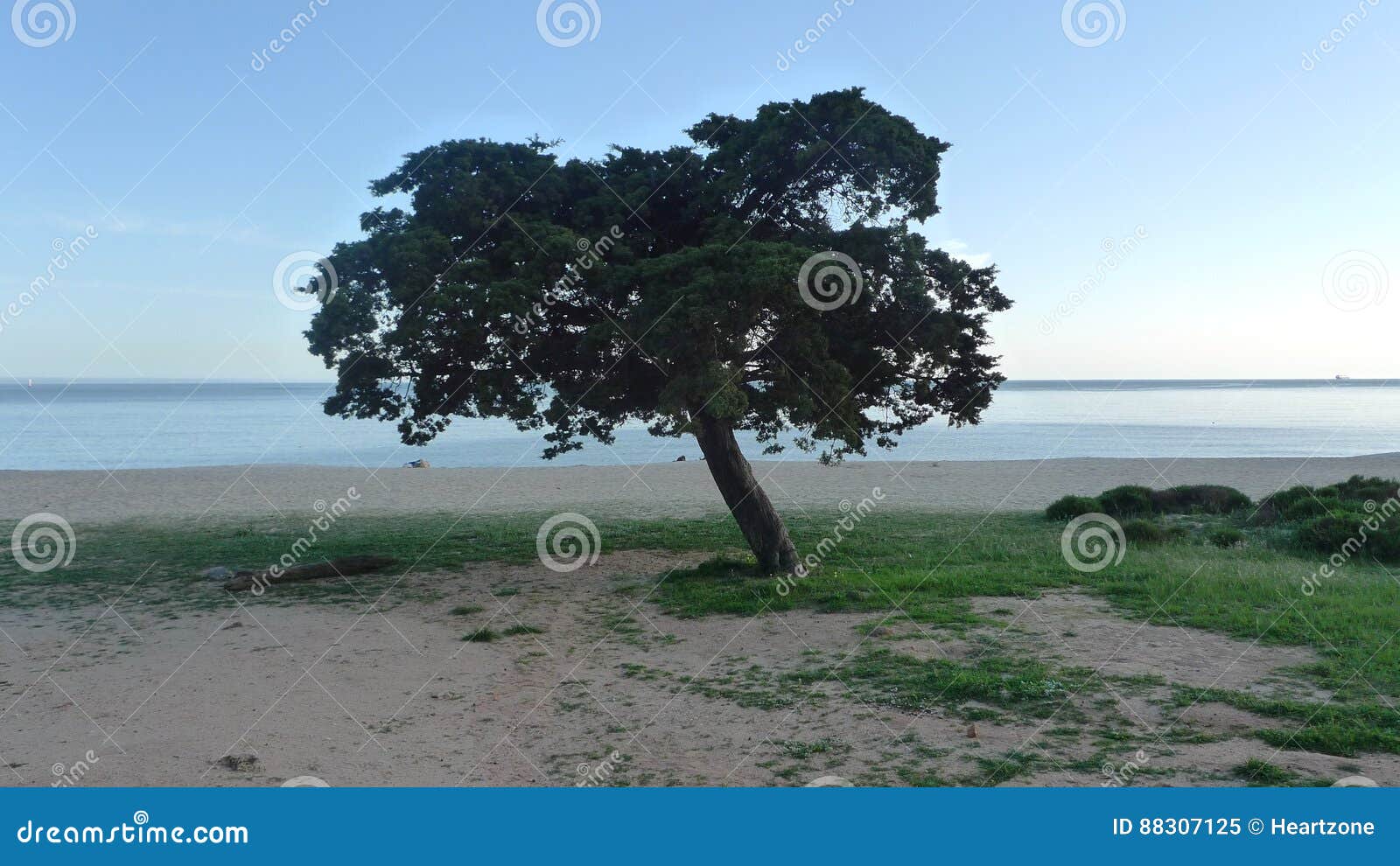 Tree in a beach landscape stock image. Image of beach - 88307125