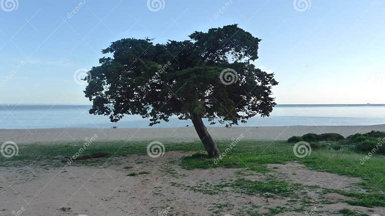 Tree in a beach landscape stock image. Image of beach - 88307125