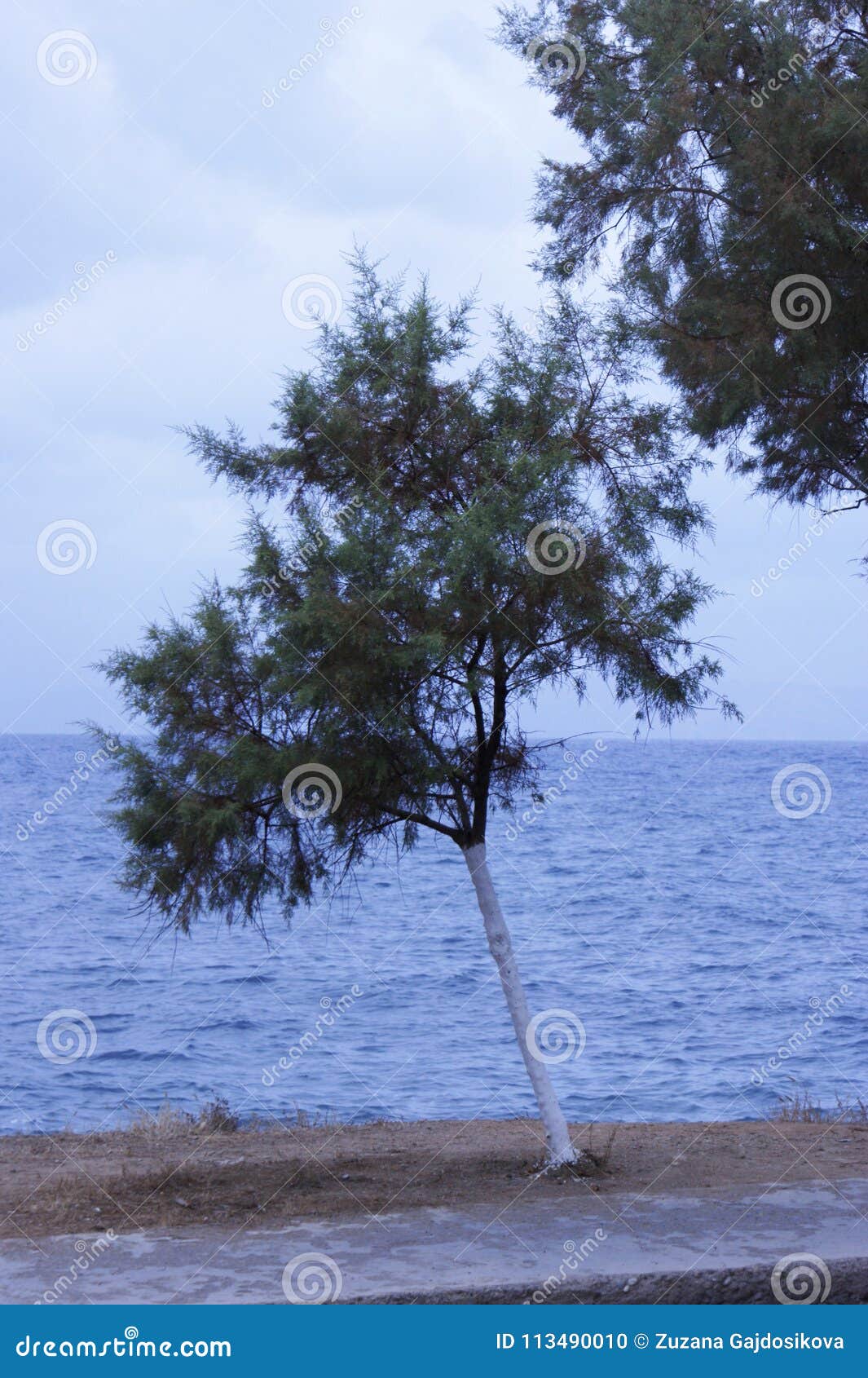 Tree on the Beach of Mediterranean Sea with Blue Sky and White Clouds ...