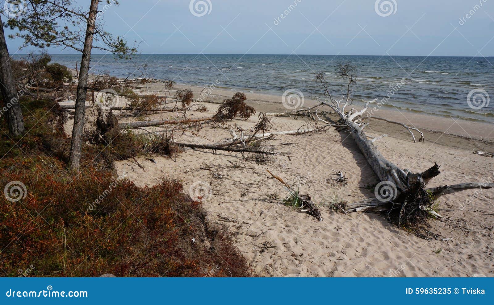 Tree on a beach stock image. Image of desolate, wild - 59635235