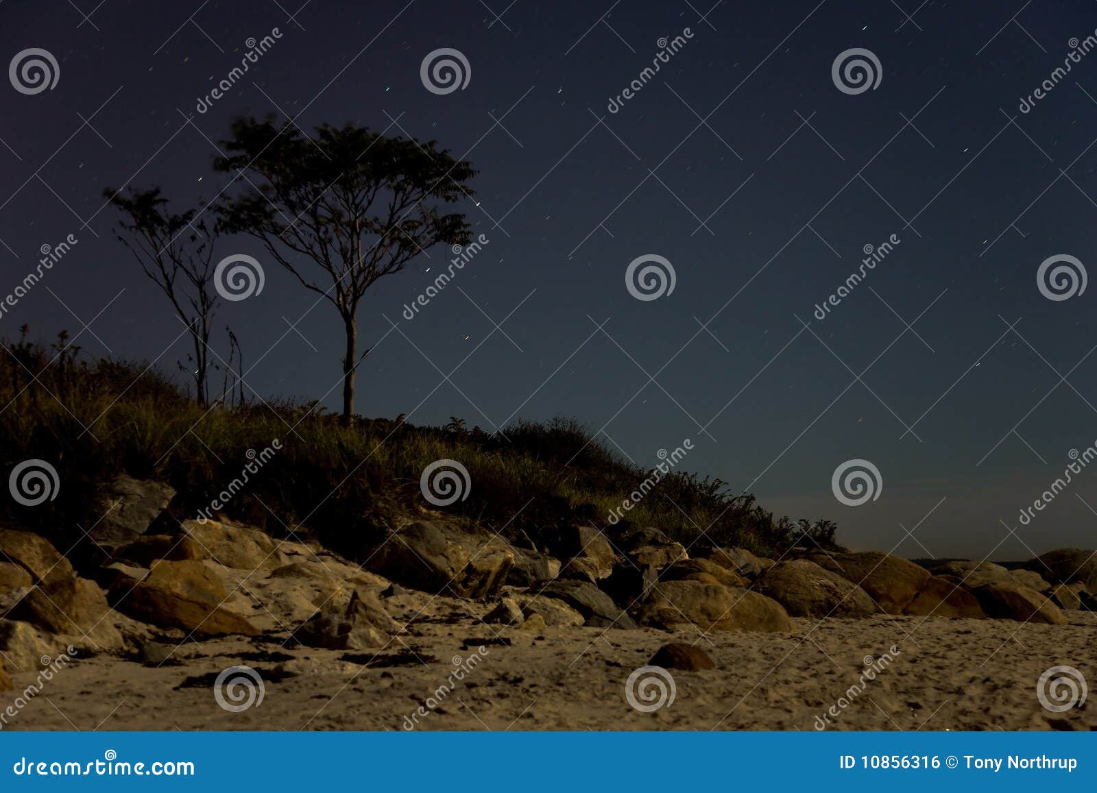 Tree on beach at night stock photo. Image of beach, rocks - 10856316