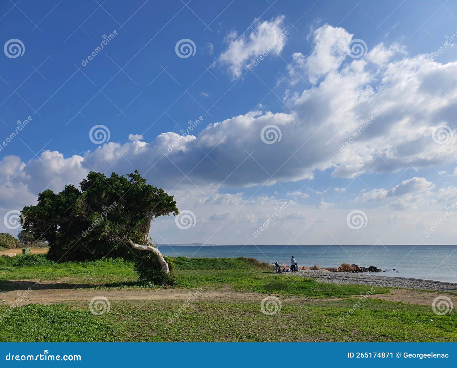A Tree at the Beach of Pyla Village at Larnaca District in Cyprus Stock ...