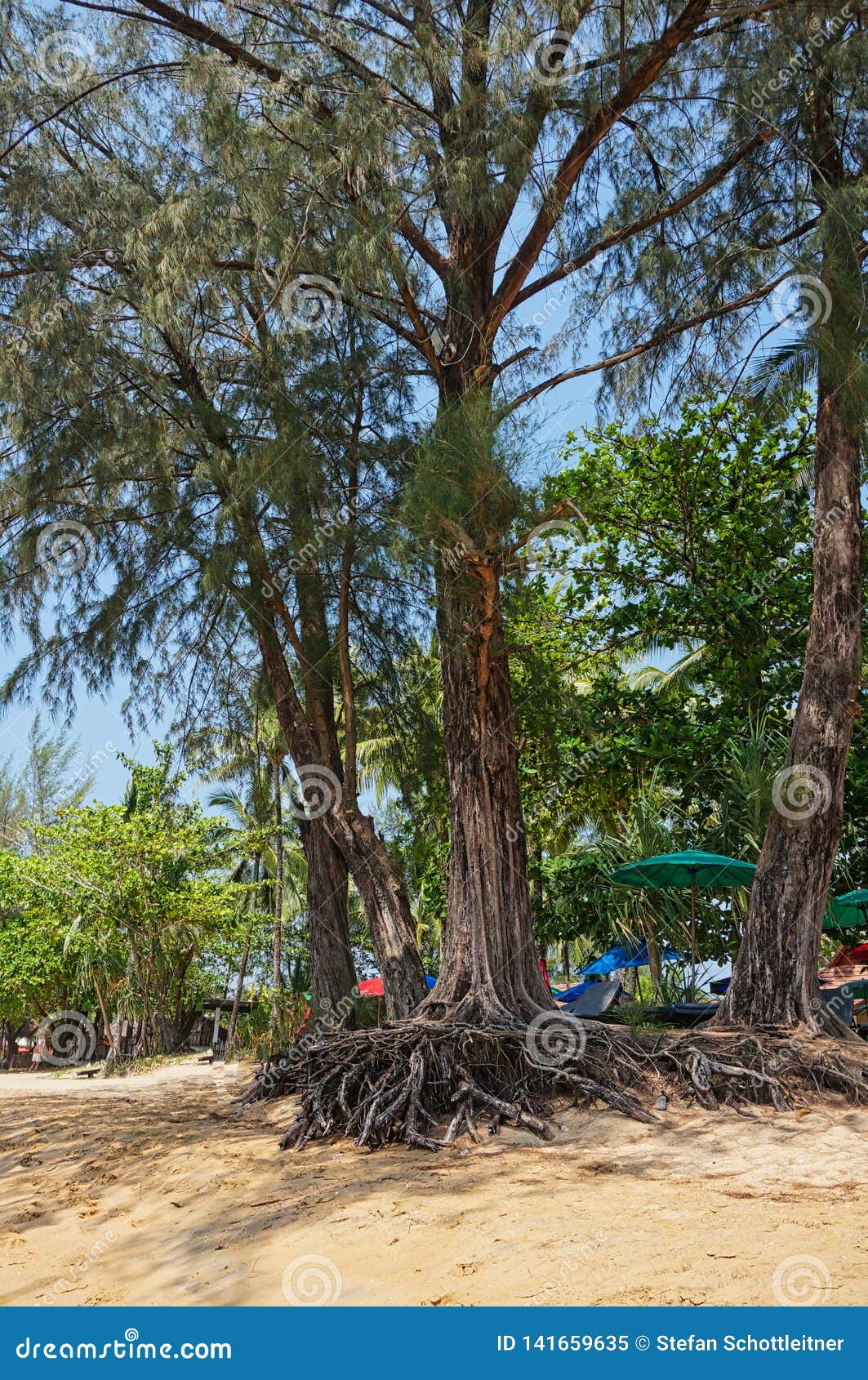 A Tree on the Beach with Roots Stock Image - Image of plant, blue ...