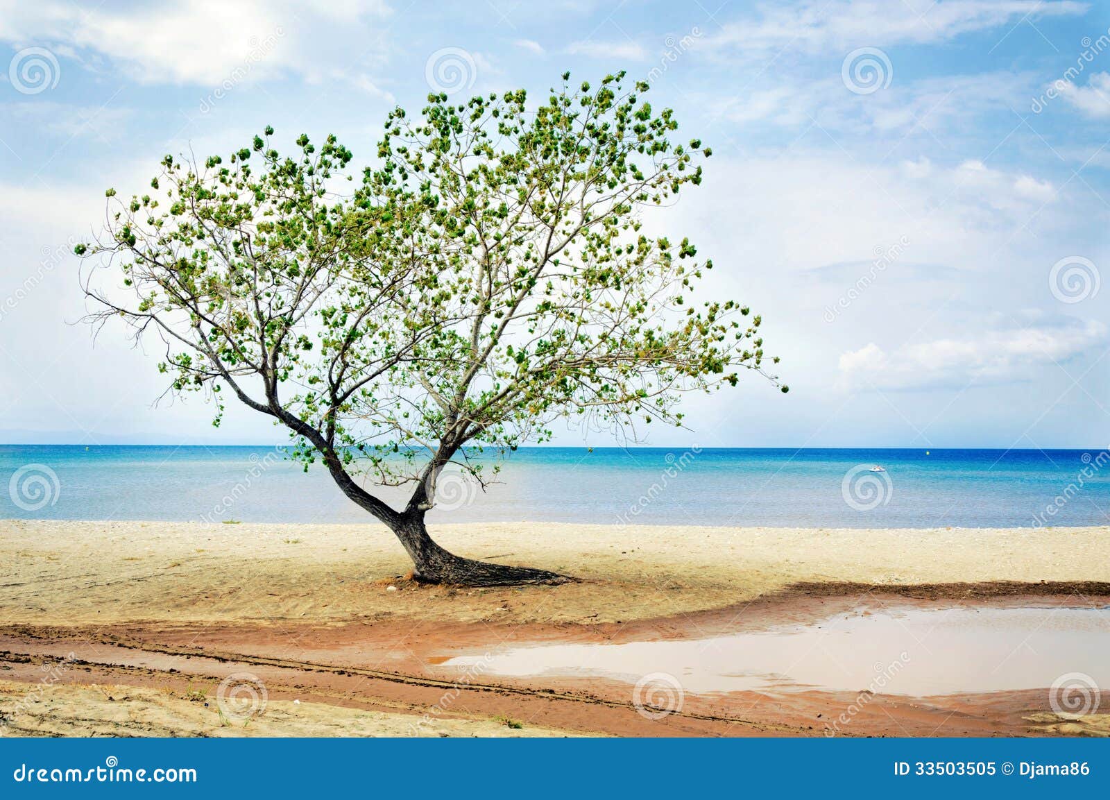 Tree at beach stock image. Image of cloud, isolation - 33503505