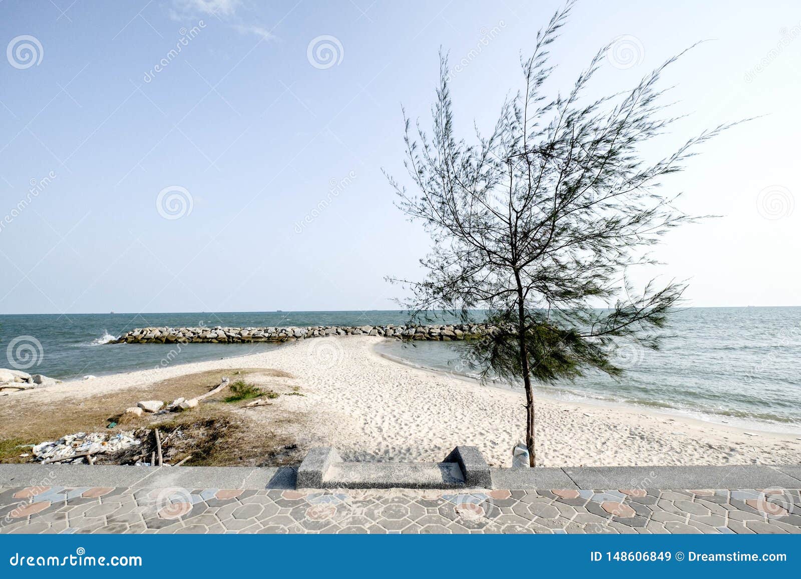 Tree on beach stock image. Image of lanscapes, tree - 148606849