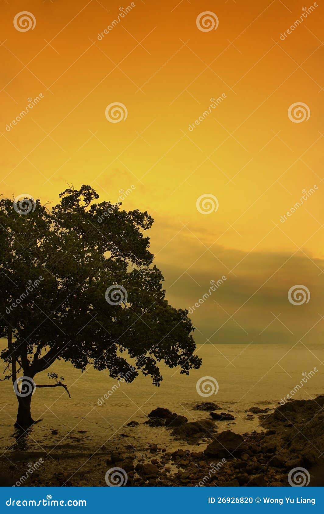 Tree and Beach during Sunset Stock Photo - Image of beautiful, rise ...
