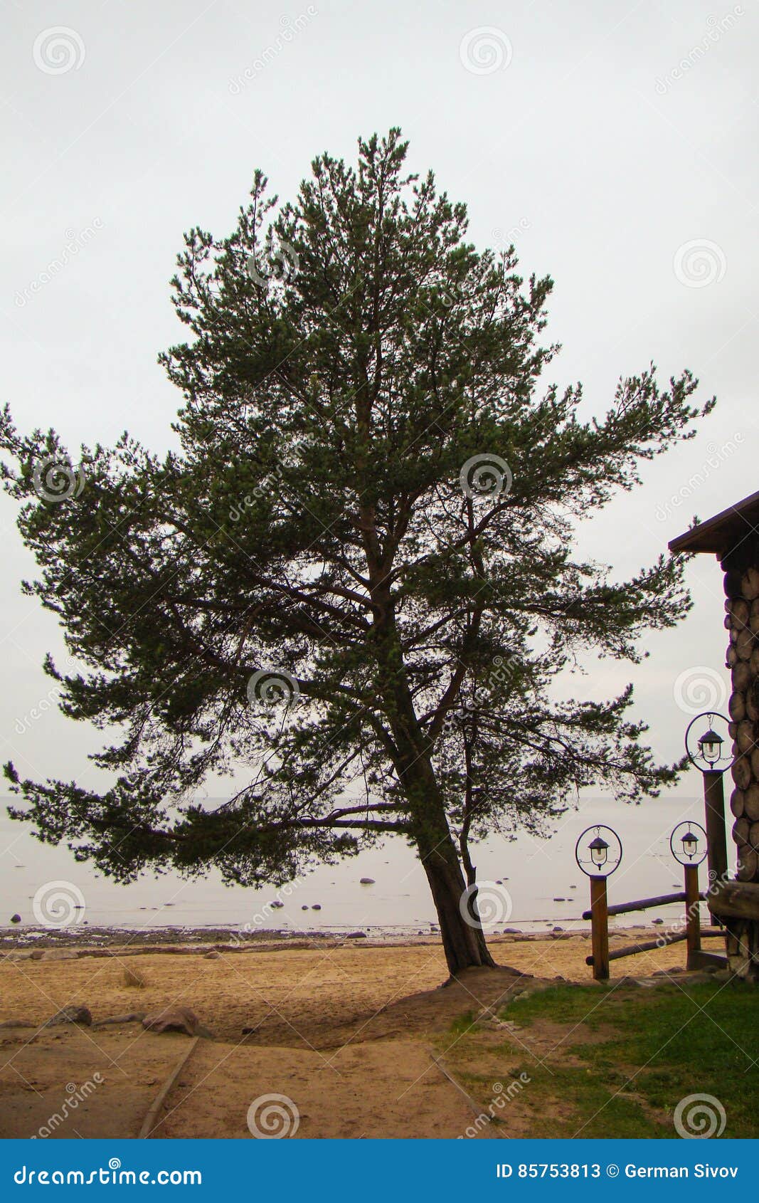 The tree on the beach. stock image. Image of forest, summer - 85753813