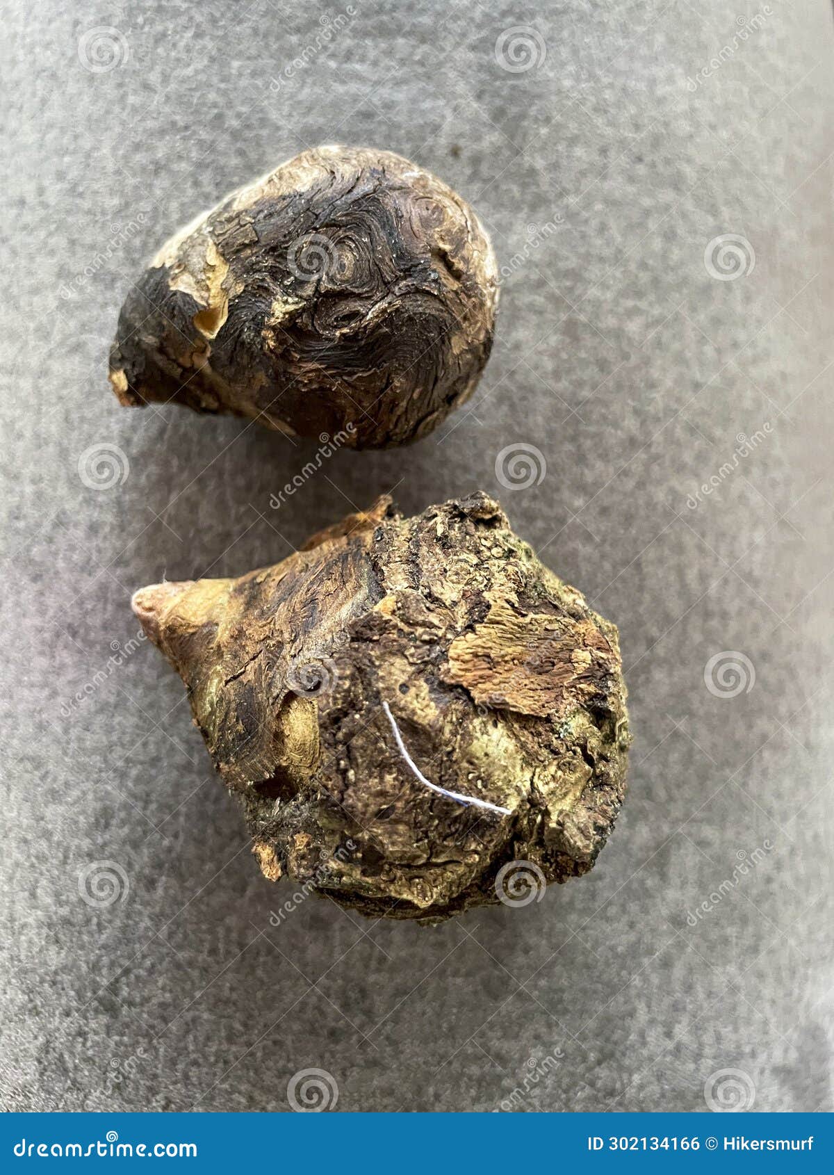 Tree Bead, Druid Egg of an Old Oak with Beautiful Grain Stock Photo ...