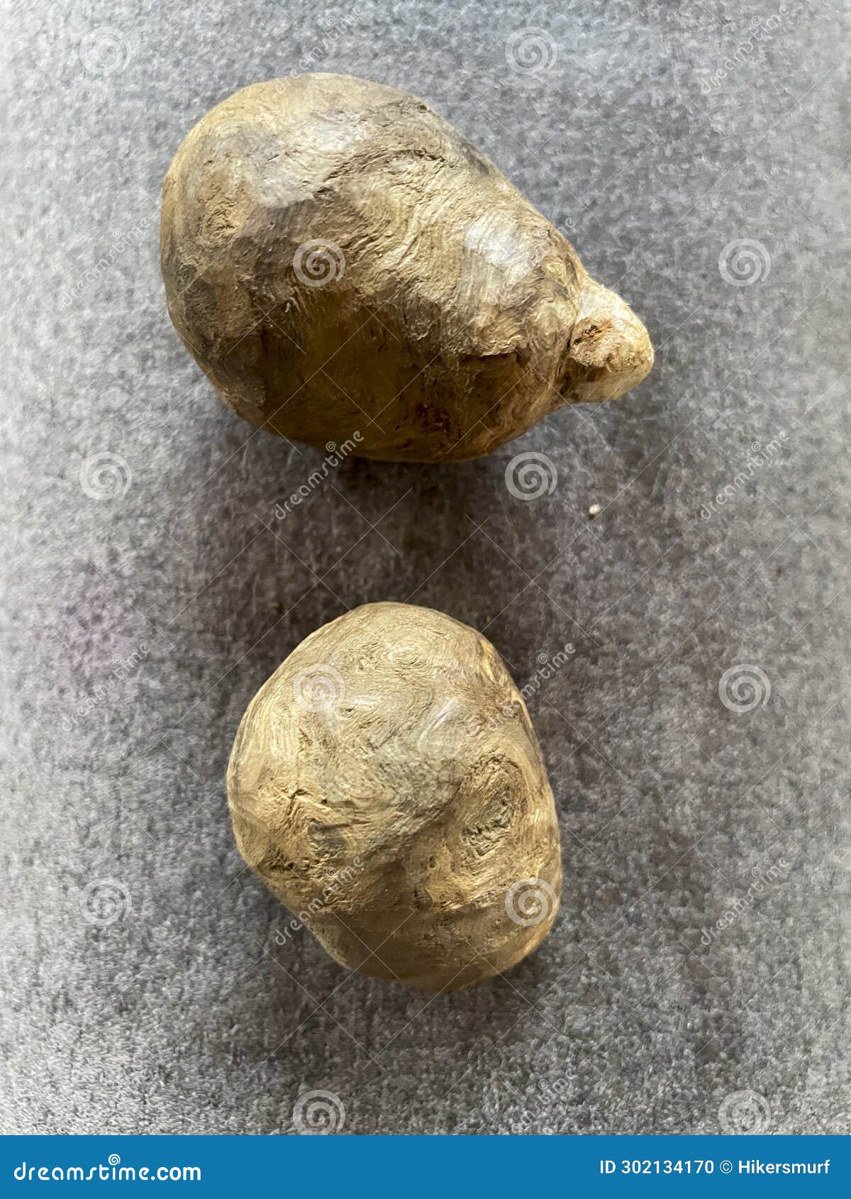 Tree Bead, Druid Egg of an Old Oak with Beautiful Grain Stock Photo ...