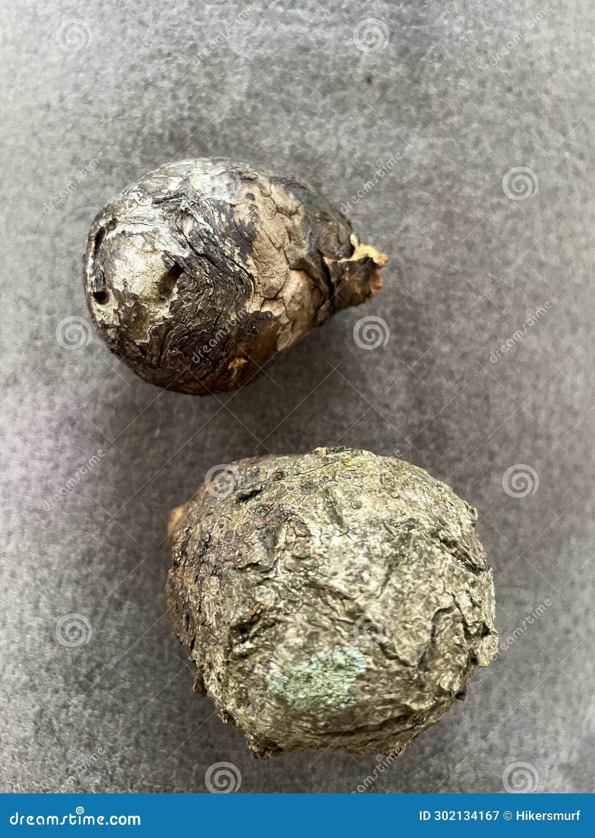 Tree Bead, Druid Egg of an Old Oak with Beautiful Grain Stock Image ...