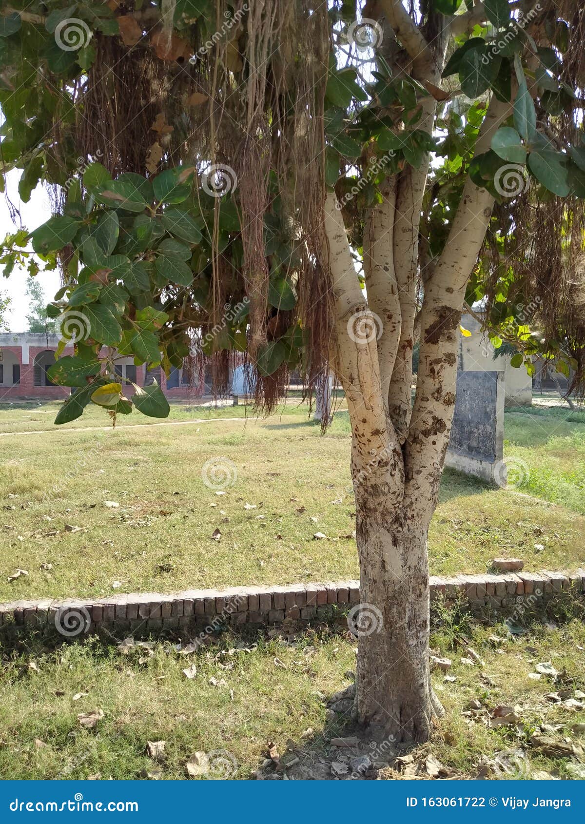 Tree with beard stock photo. Image of beard, sunlight - 163061722