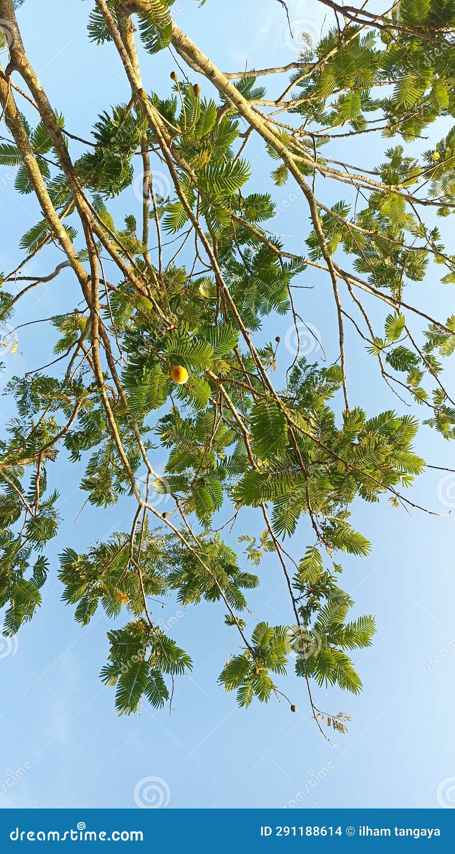 A Tree Bearing Fruit Against a Blue Sky Background Stock Photo - Image ...