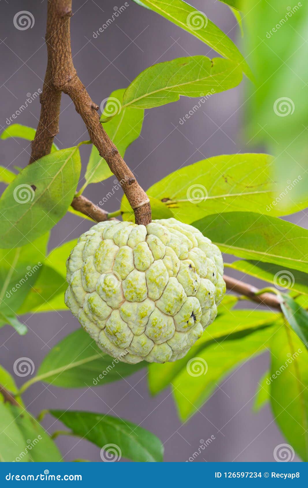 Sugar apple stock photo. Image of background, natural - 126597234