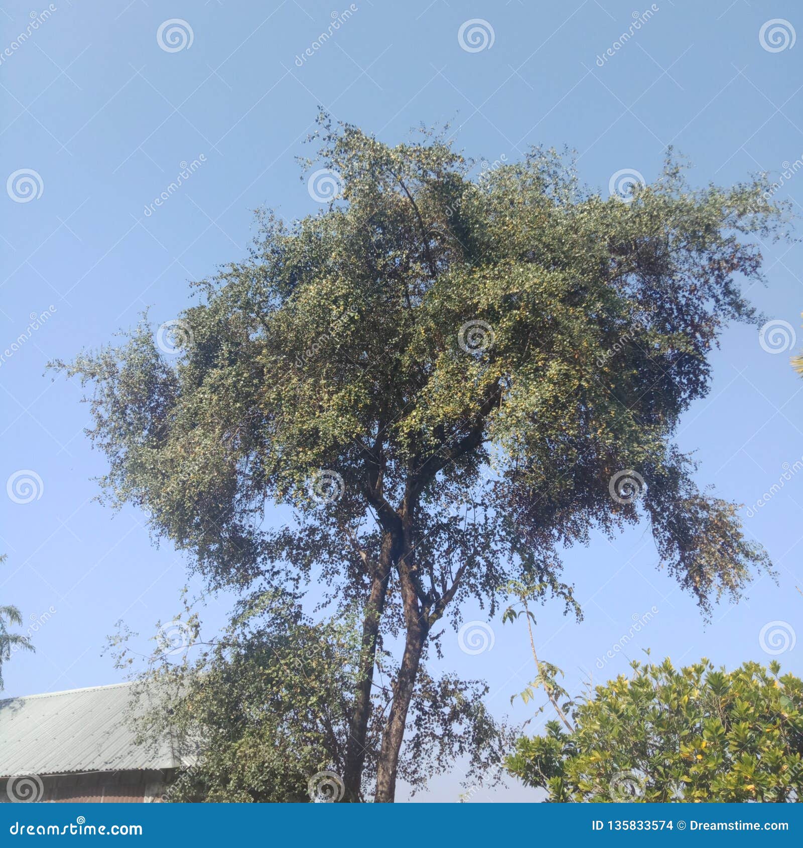 Tree stock photo. Image of bangladesh, beautiful, tree - 135833574