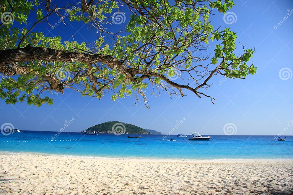 Tree on Beautiful Beach at Similan Island Stock Image - Image of leaf ...