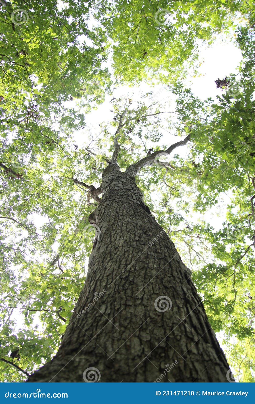 This Tree is Beautiful from the Bottom To the Top Stock Photo - Image ...