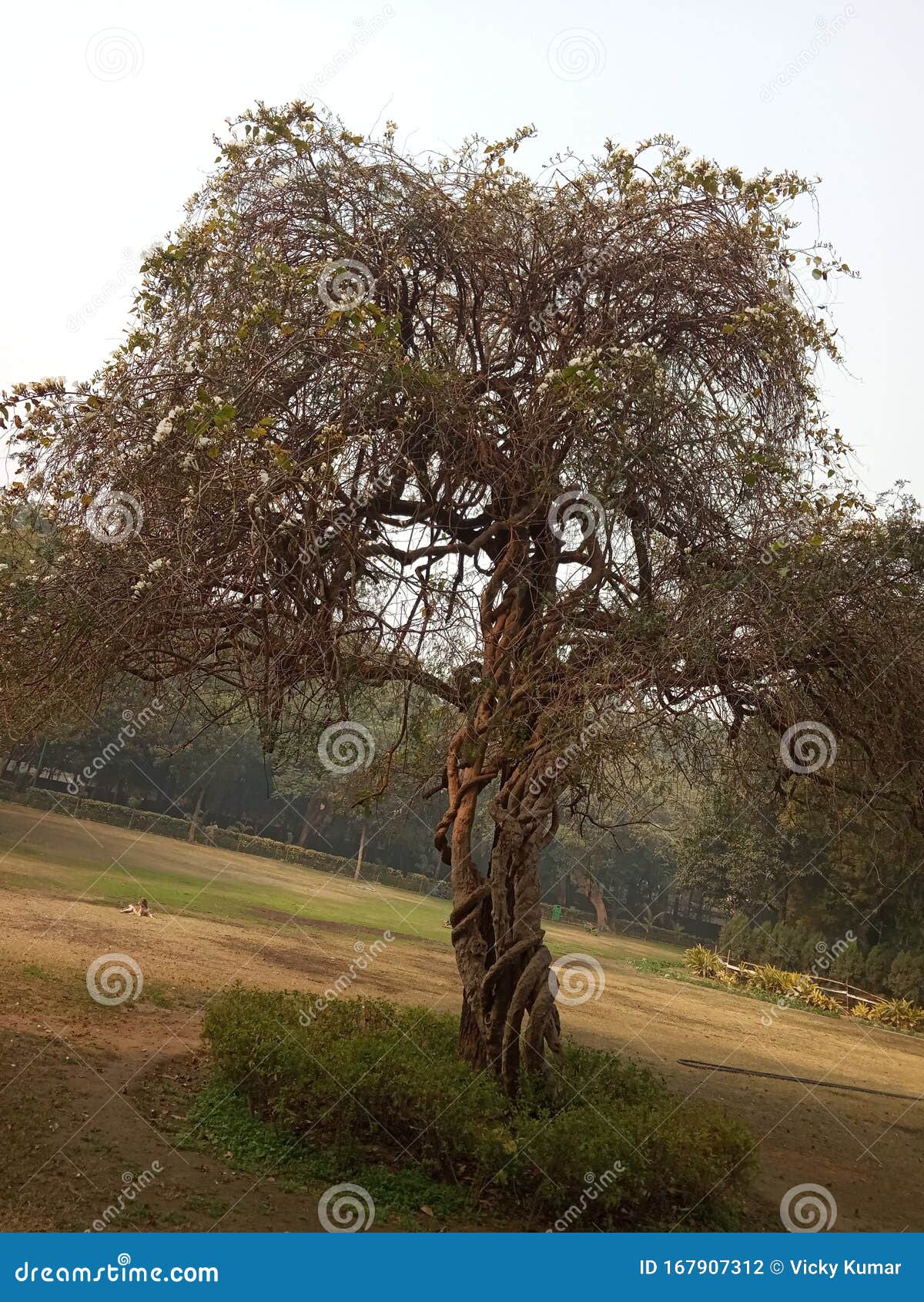Tree with Beautiful Curves 🌳 Stock Photo - Image of give, curves: 167907312