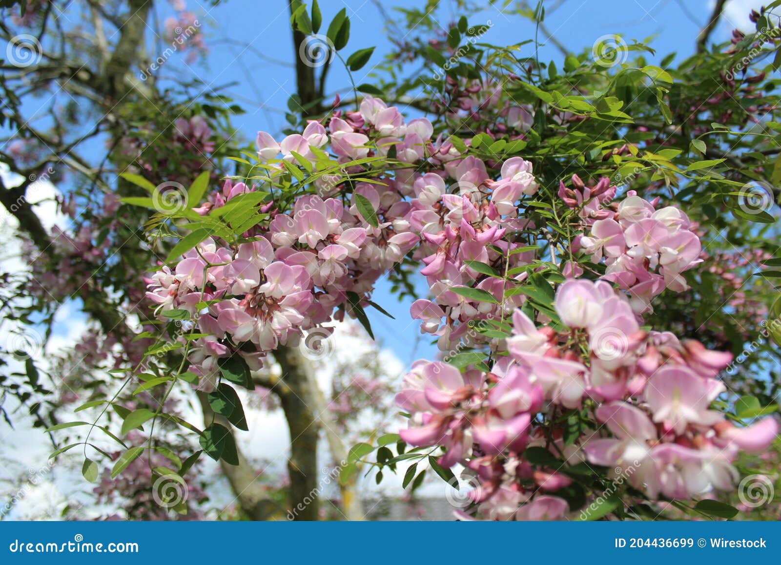 Tree of Beautiful Pink Robinia Hispida Flowers Stock Image - Image of ...