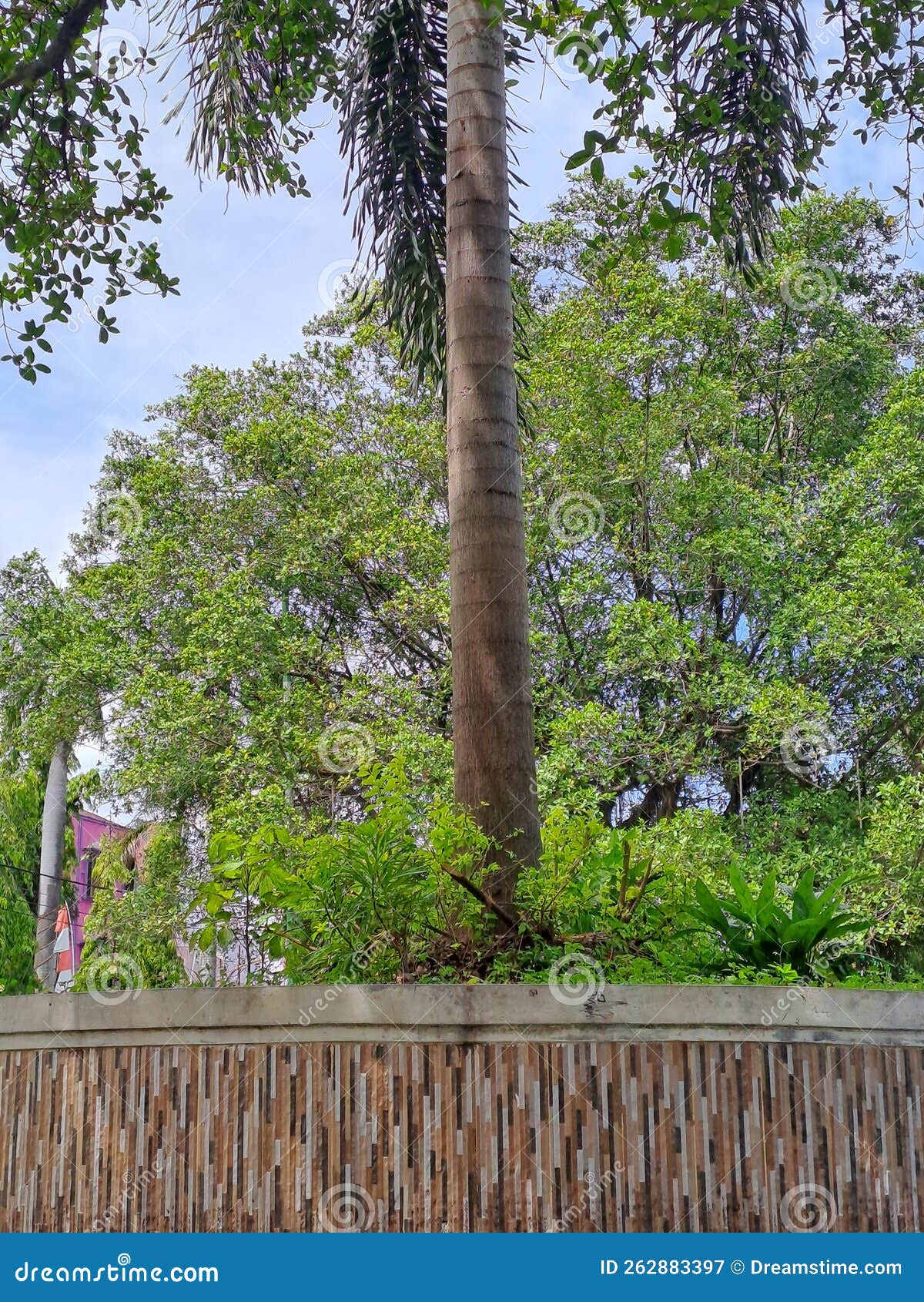 A Tree with Beautiful Place and View Stock Image - Image of niceview ...