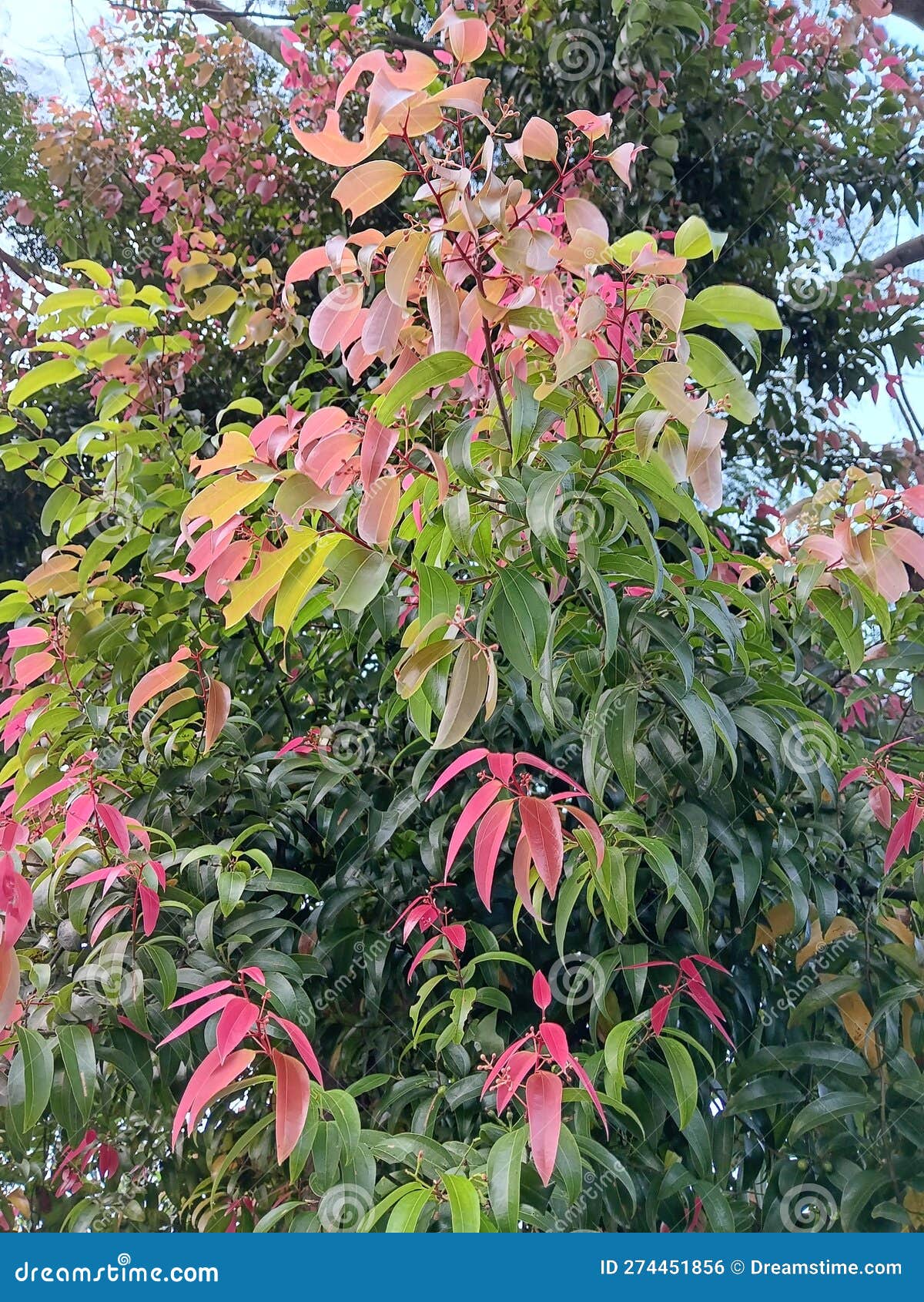 Tree with Beautiful Red Shoots Leaves Stock Photo - Image of unique ...
