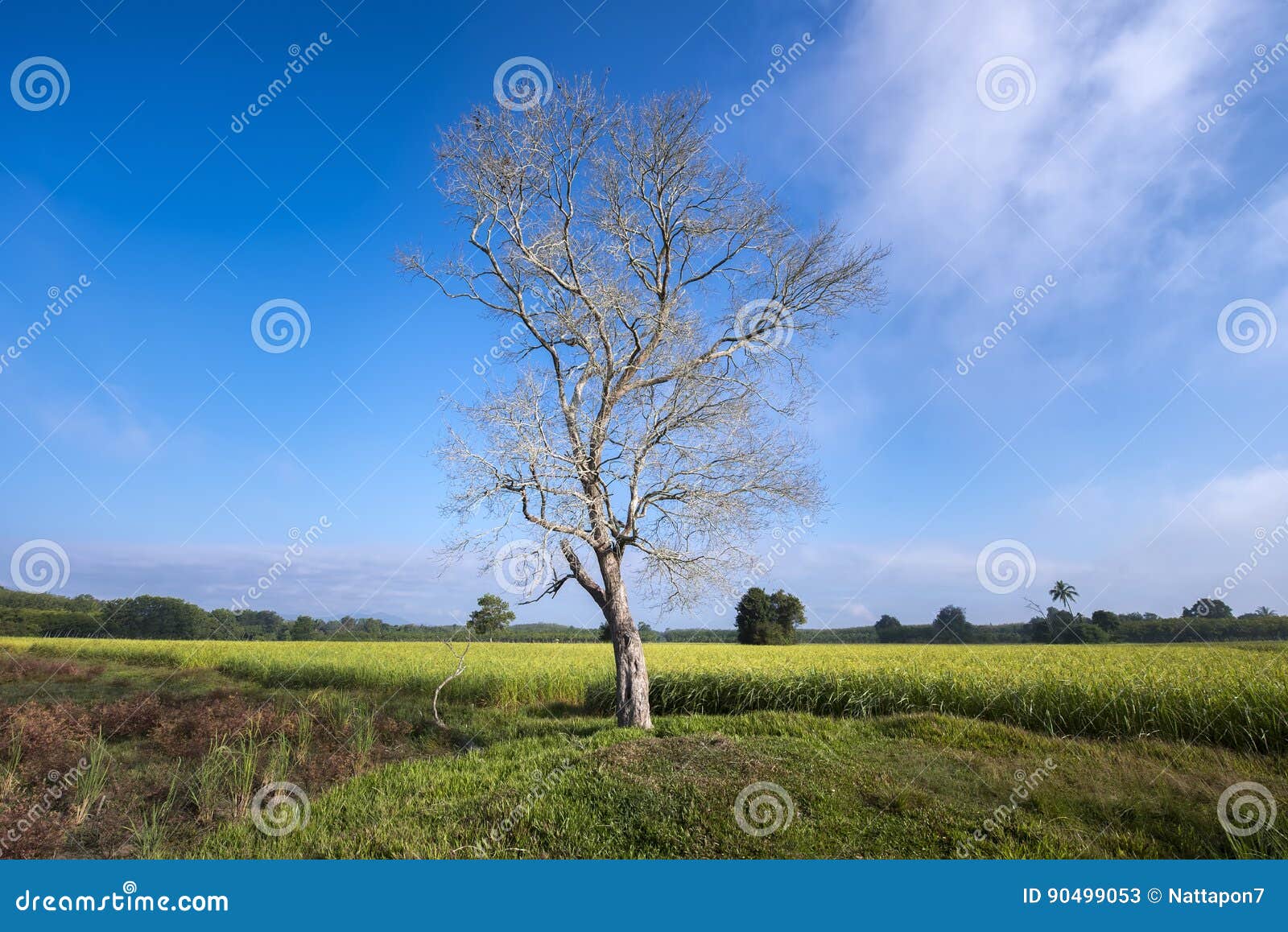 Tree with Beautiful Sky Day. Stock Image - Image of summer, farm: 90499053