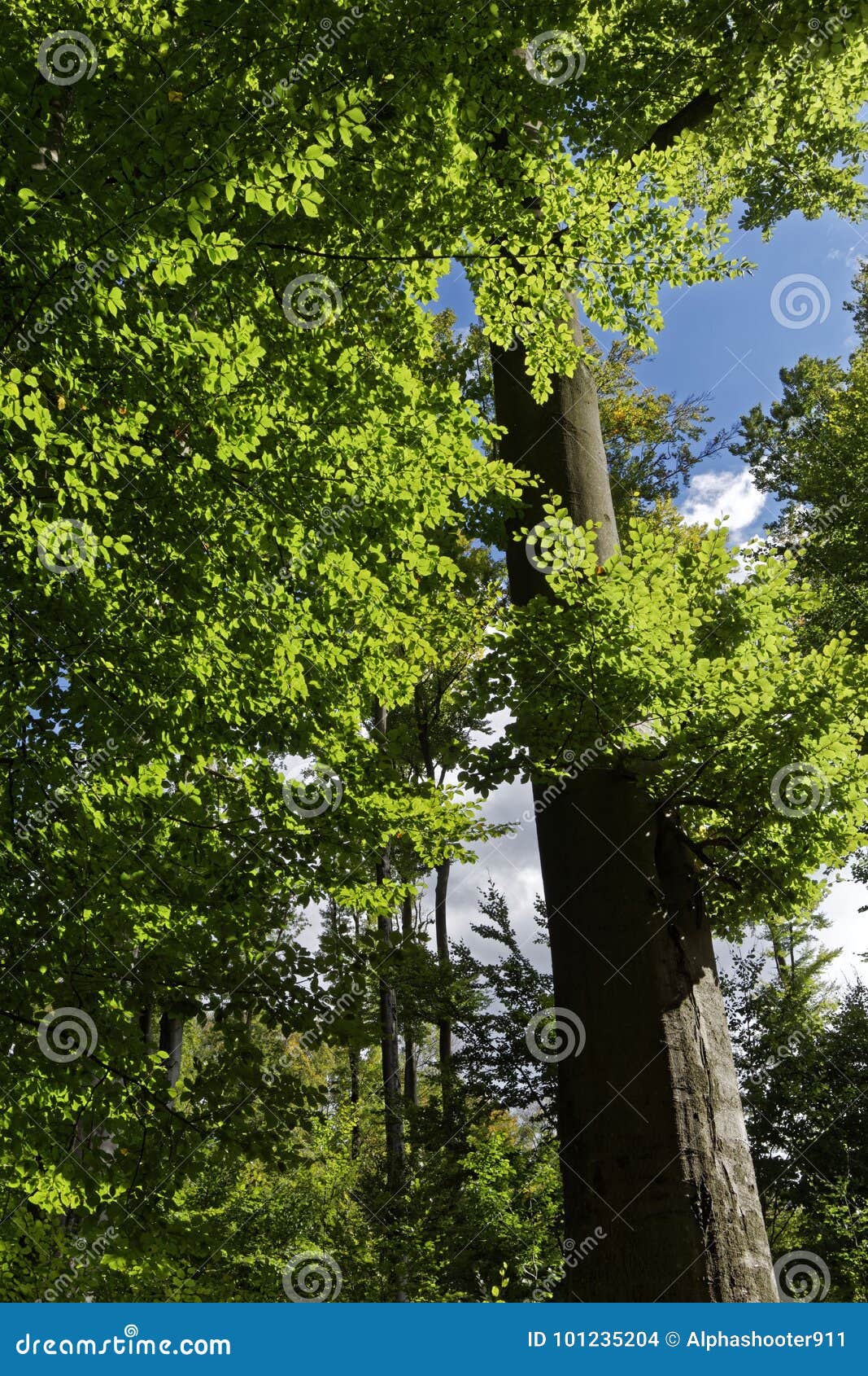 Tree in sunlight stock photo. Image of landscape, bottom - 101235204