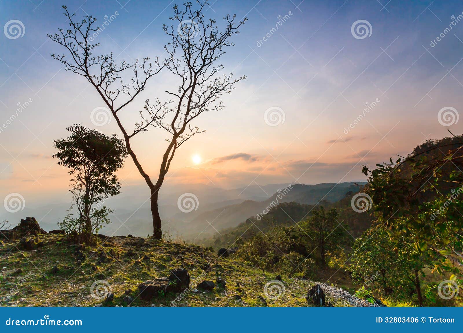 The Tree and Beautiful Sunset Stock Photo - Image of countryside, land ...