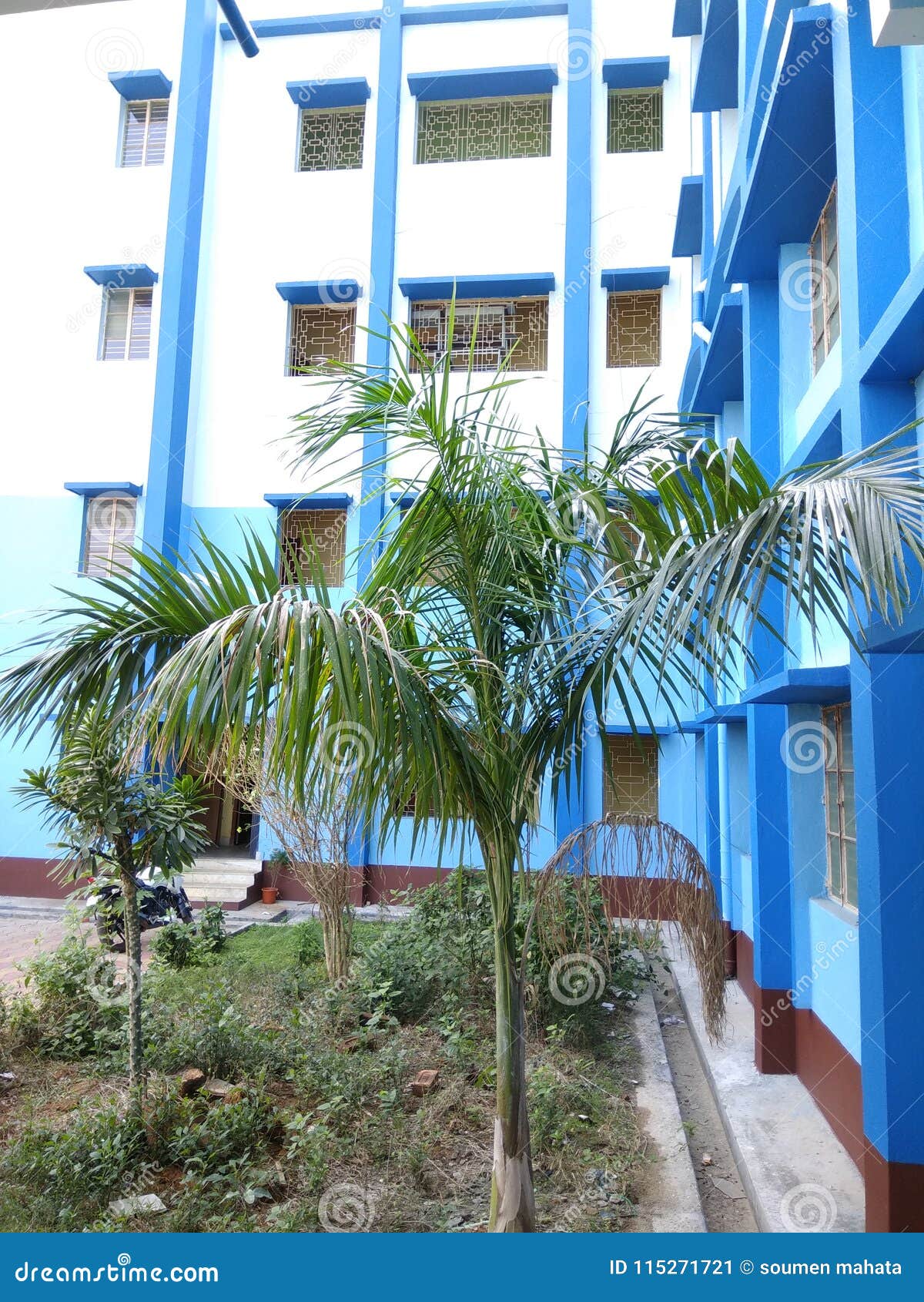 Tree stock image. Image of beautiful, nature, college - 115271721