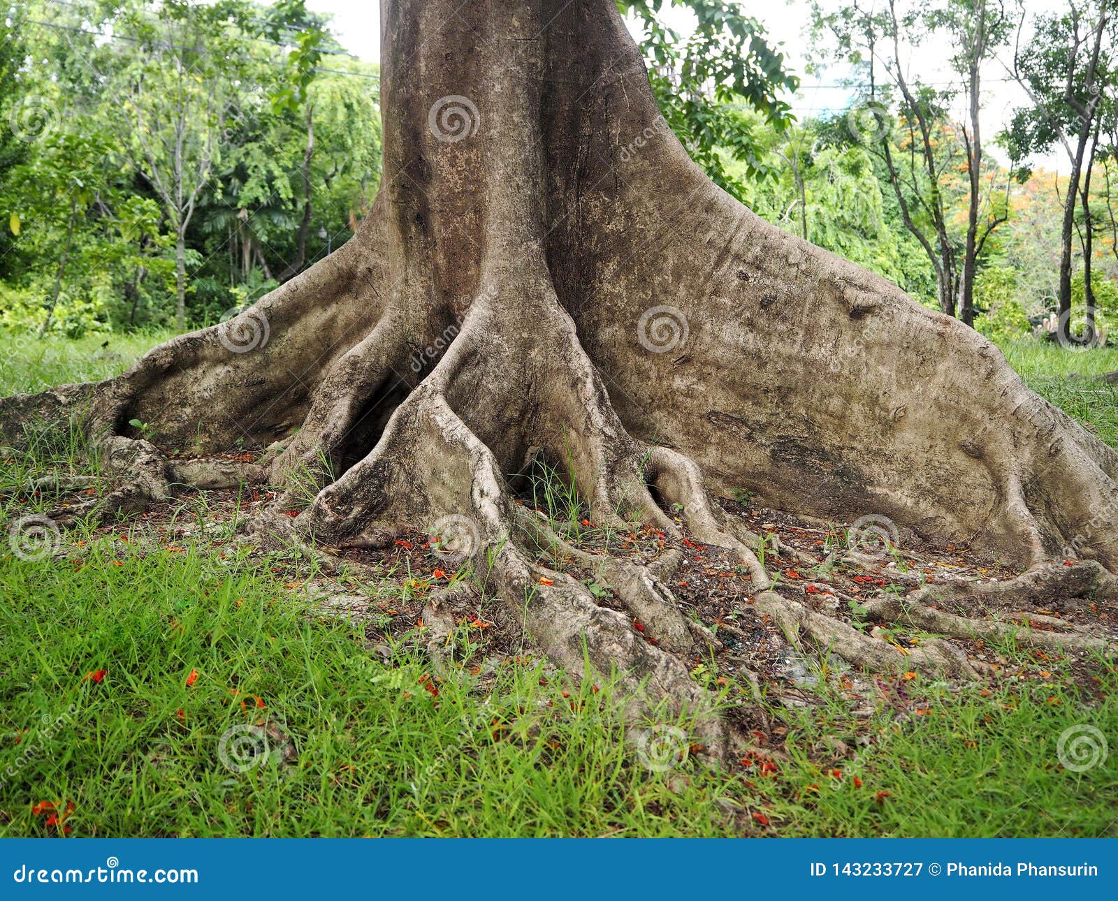 Tree with Beautiful Trunk and Roots Stock Image - Image of isolated ...