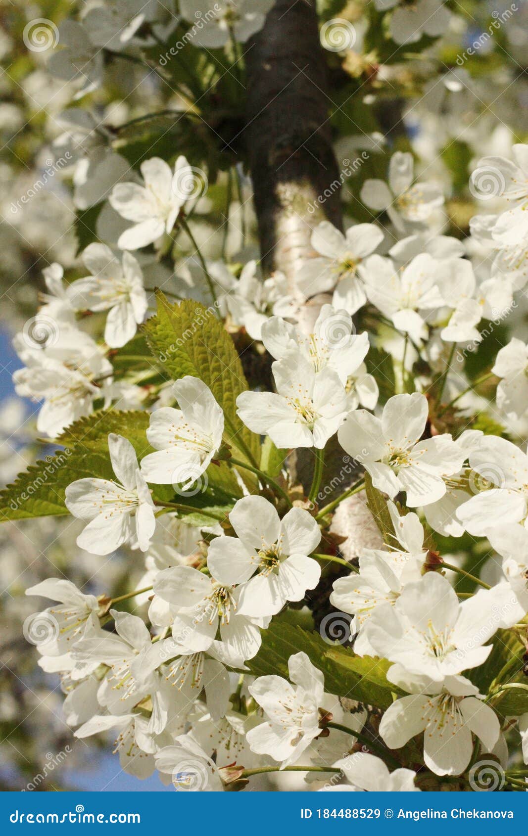 Tree with Beautiful White Flowers in the Garden Stock Image - Image of ...