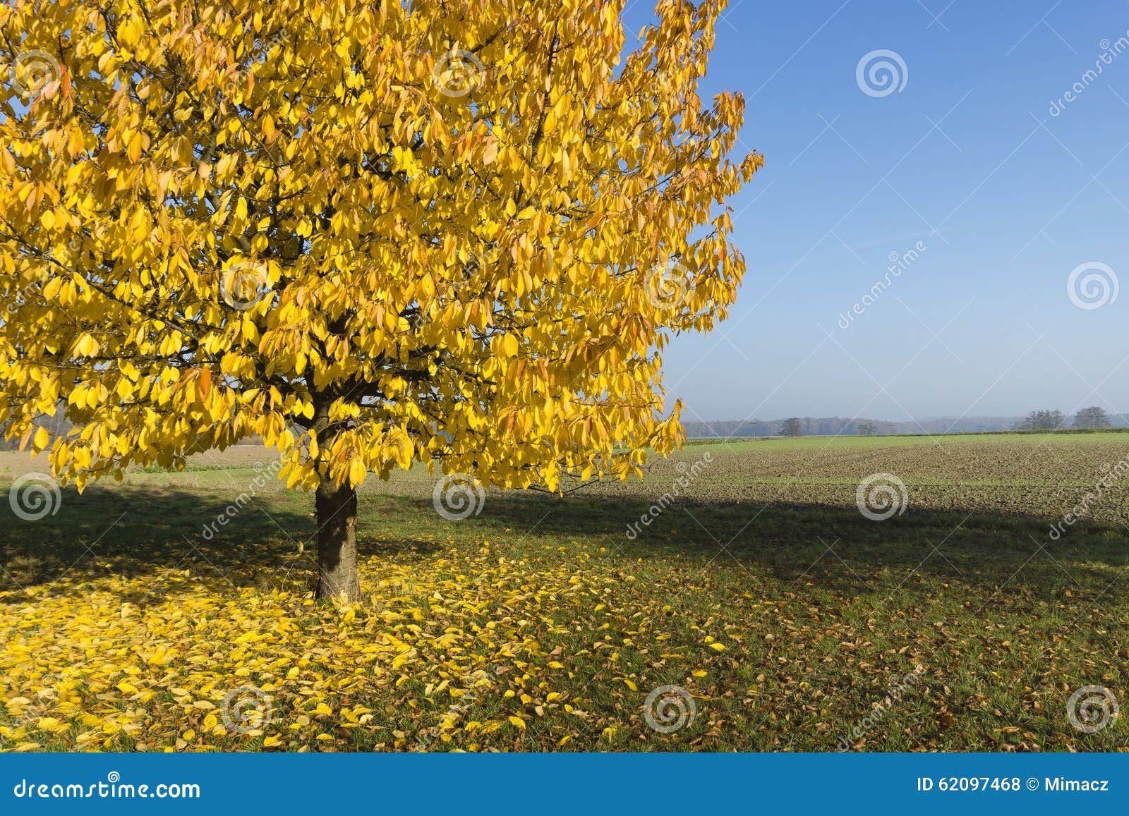 Tree with Beautiful Yellow Leaves Stock Photo - Image of fresh, green ...