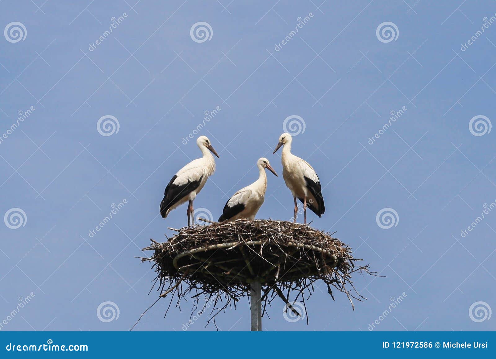 Tree Beautiful Young Storks Stock Photo - Image of feather, bords ...