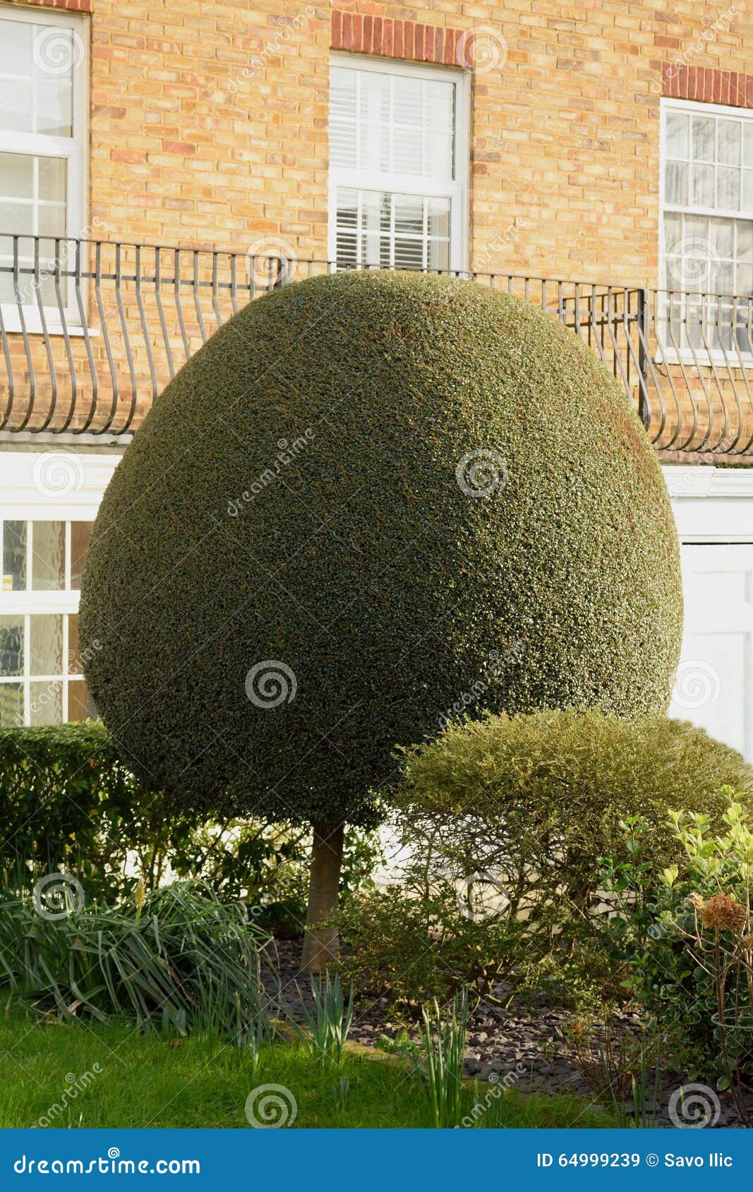 Tree stock image. Image of green, shape, nature, season - 64999239