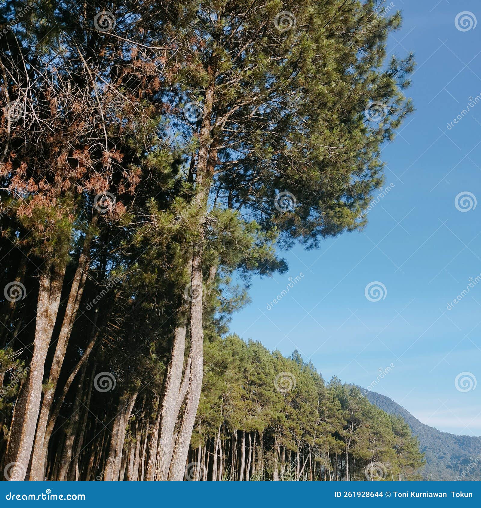Tree beauty and cloud stock photo. Image of presents - 261928644