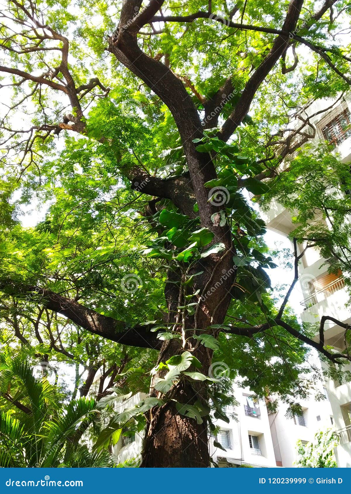 Tree beauty stock image. Image of nature, forest, winter - 120239999