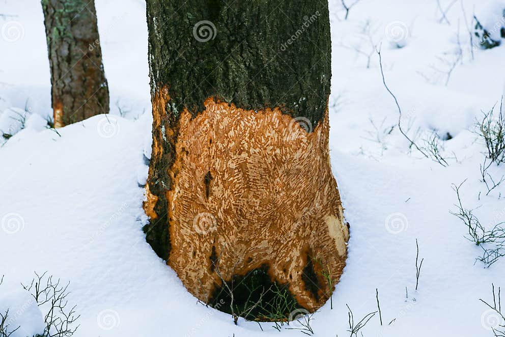 Tree is Protected from Beaver Bites by Bars Stock Photo - Image of ...