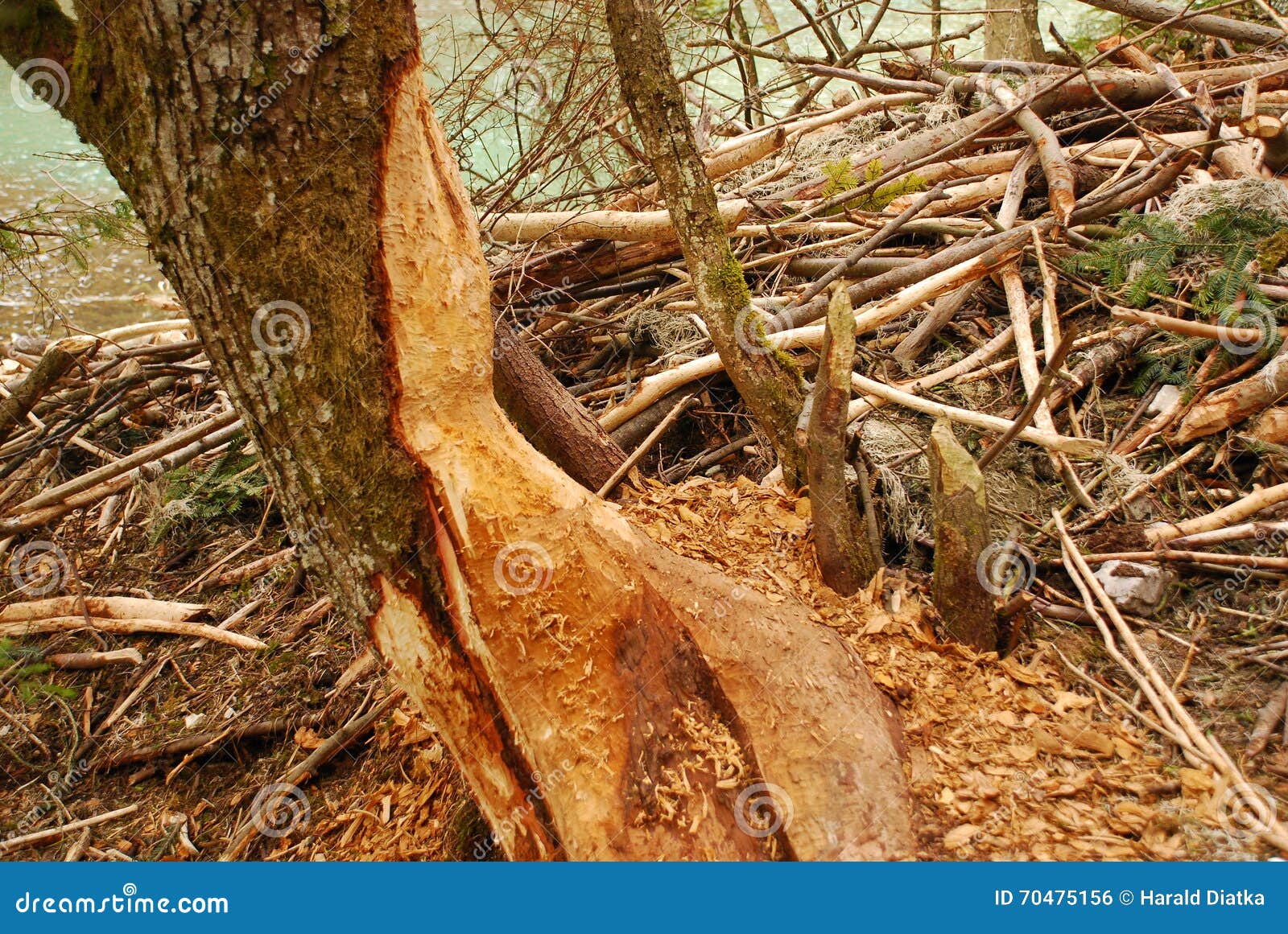 Tree with Beaver Bites Next To a Beavers Lodge Stock Photo - Image of ...